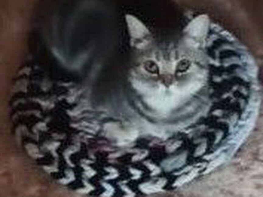 Кошка вискас