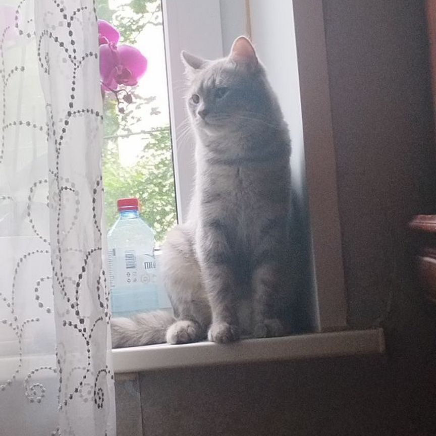 Отдам кота