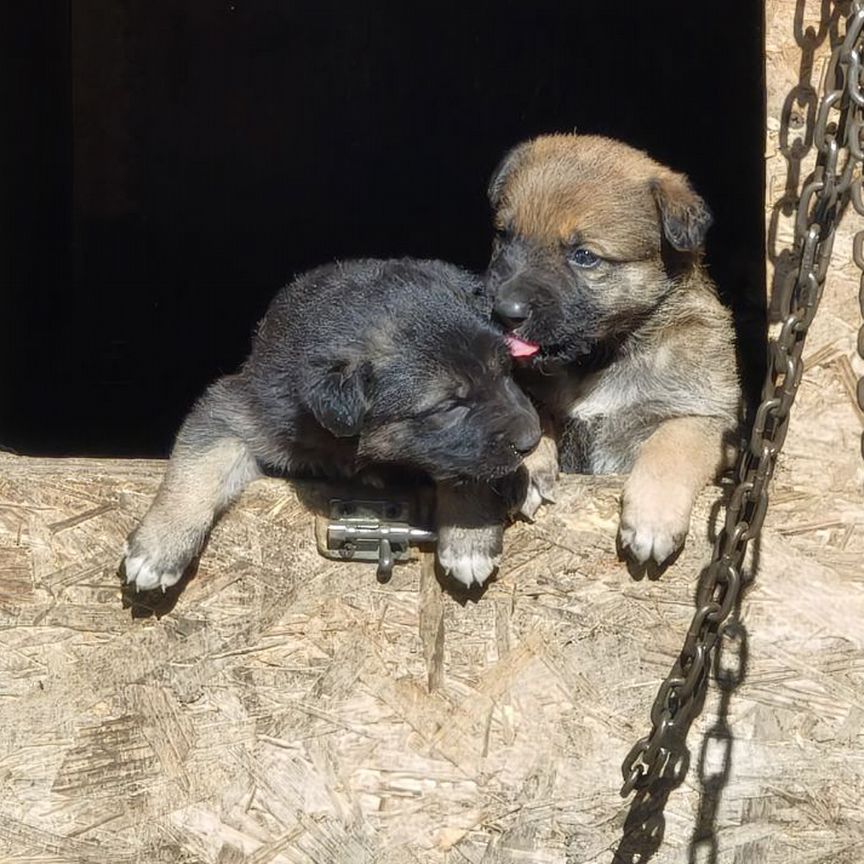 Немецкая овчарка, щенок