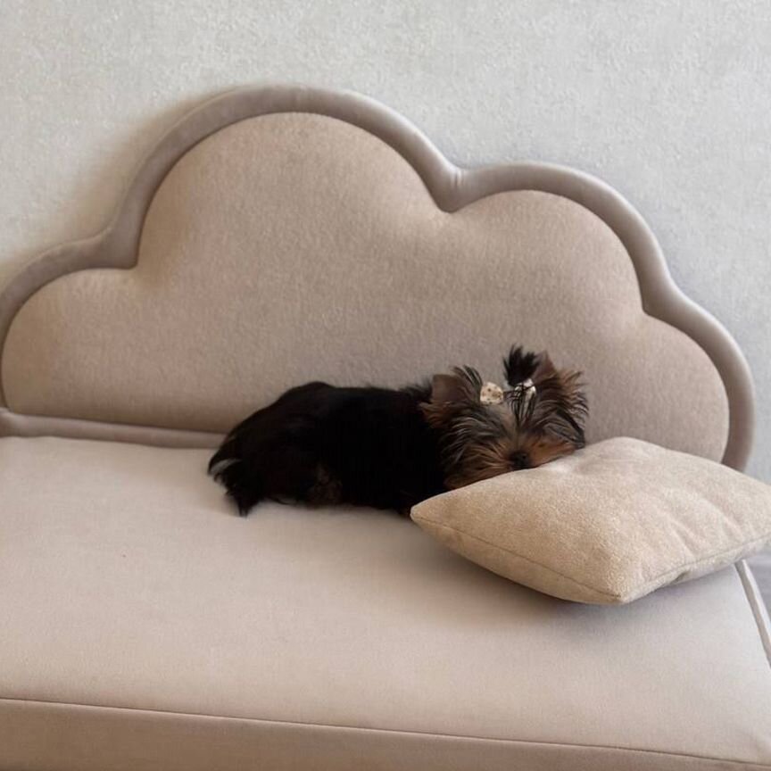 Дизайнерские диваны для ваших любимцев