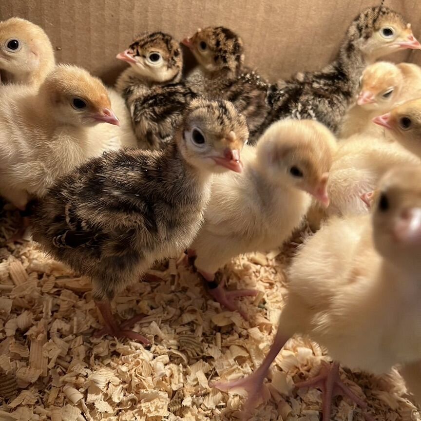 Индюшата Бронза и Белая возраст 1нед