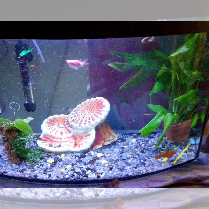 Аквариумные рыбки