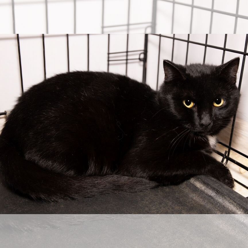 Европейский короткошёрстный, взрослый кот