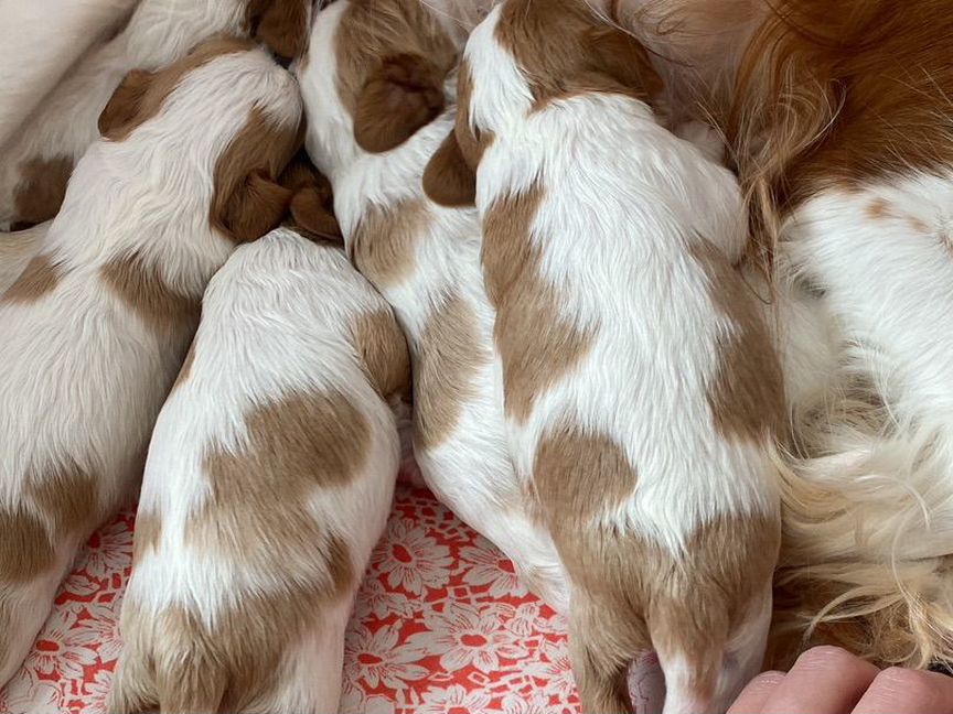 Щенко кавале кинг чарльз спаниеля бленхейм