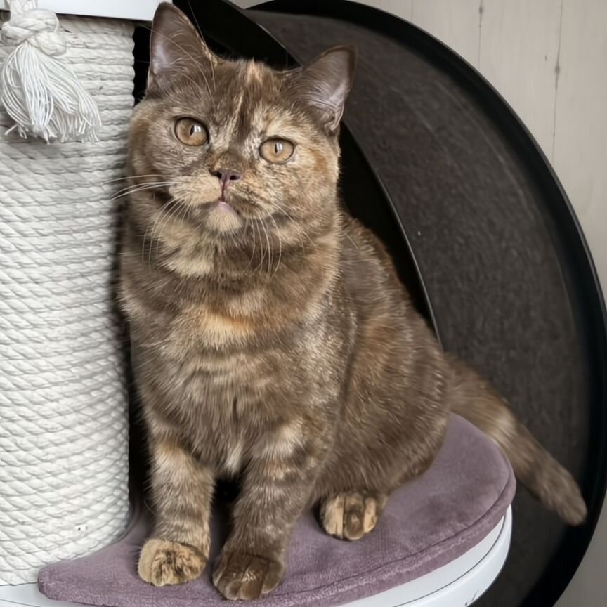 Британский короткошёрстный котёнок