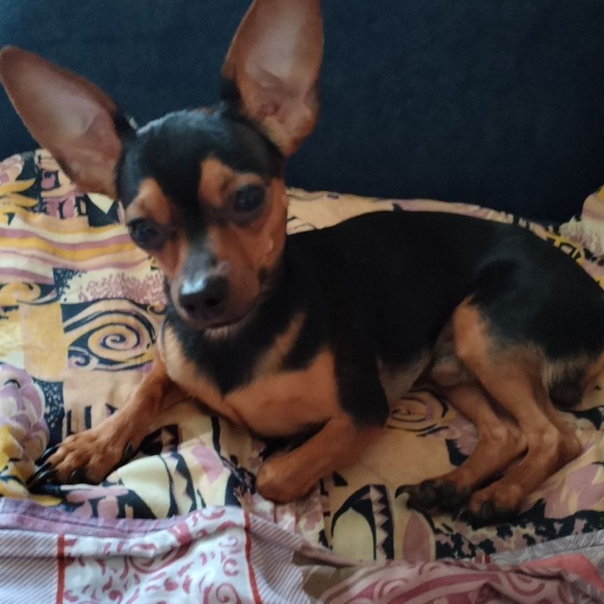 Русский той-терьер, взрослый пёс