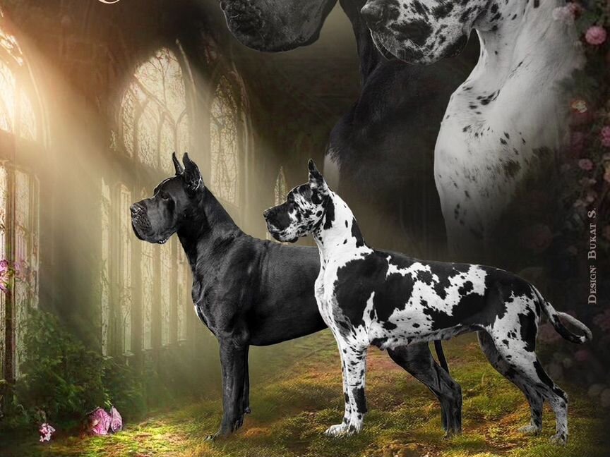 Немецкий дог