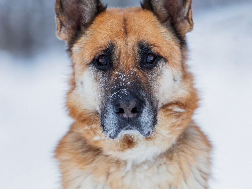 Алтай - добрый пёс в помсках дома