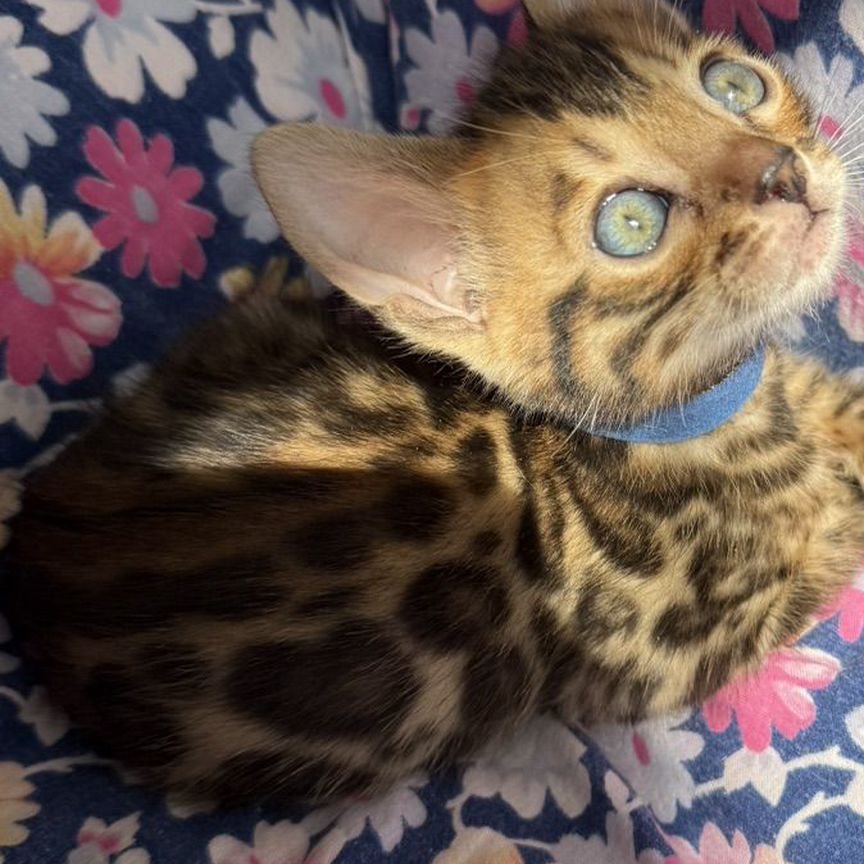 Бенгальские котята