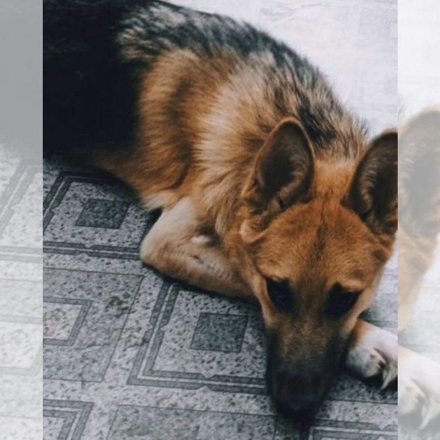 Немецкая овчарка, щенок