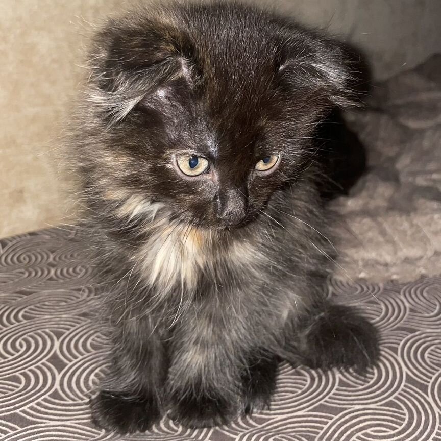 Сибирский котёнок