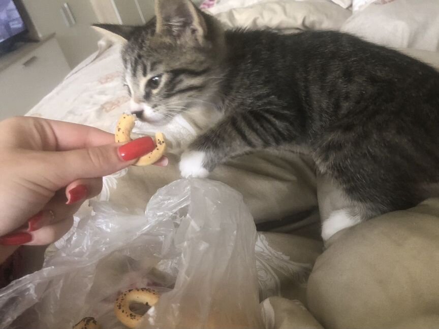 Отдам даром котенка)