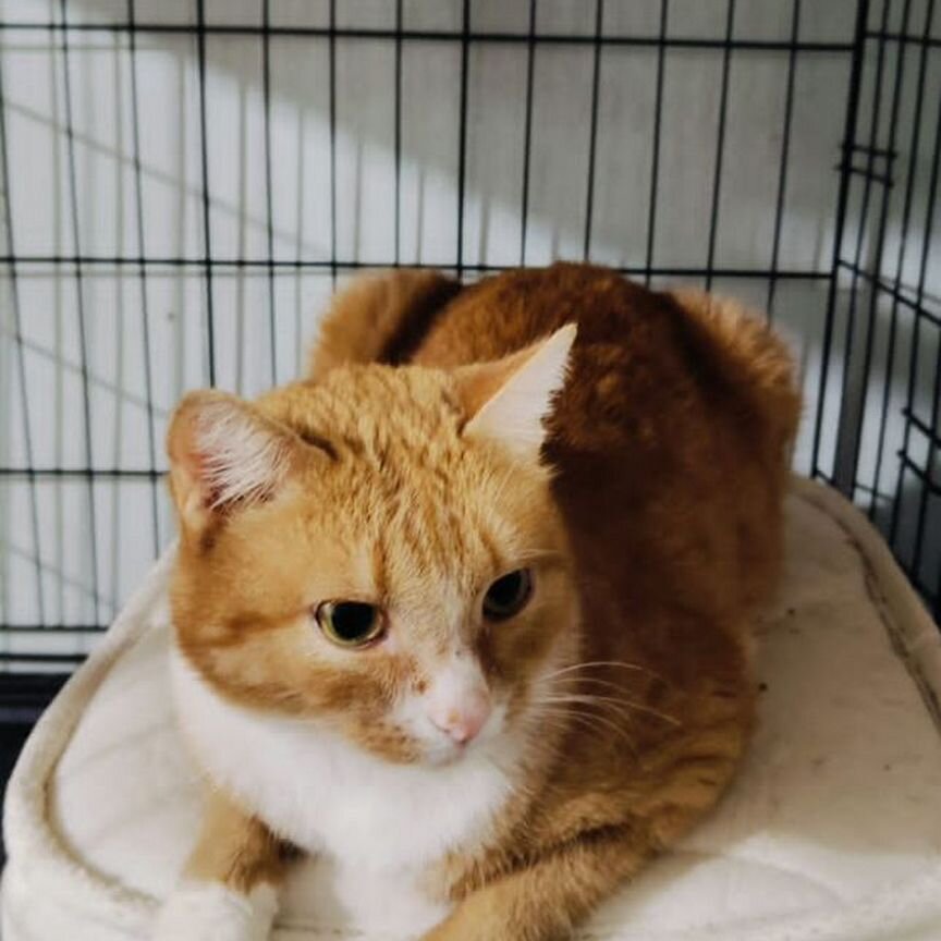 Большой ласкуша кот