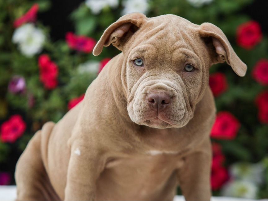 Американский булли