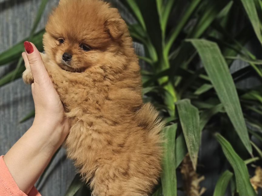 Шпиц + хин мальчик мини