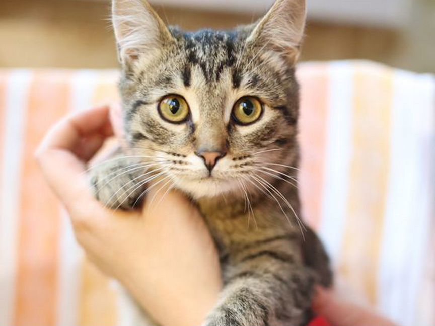 Усатик милый полосатик