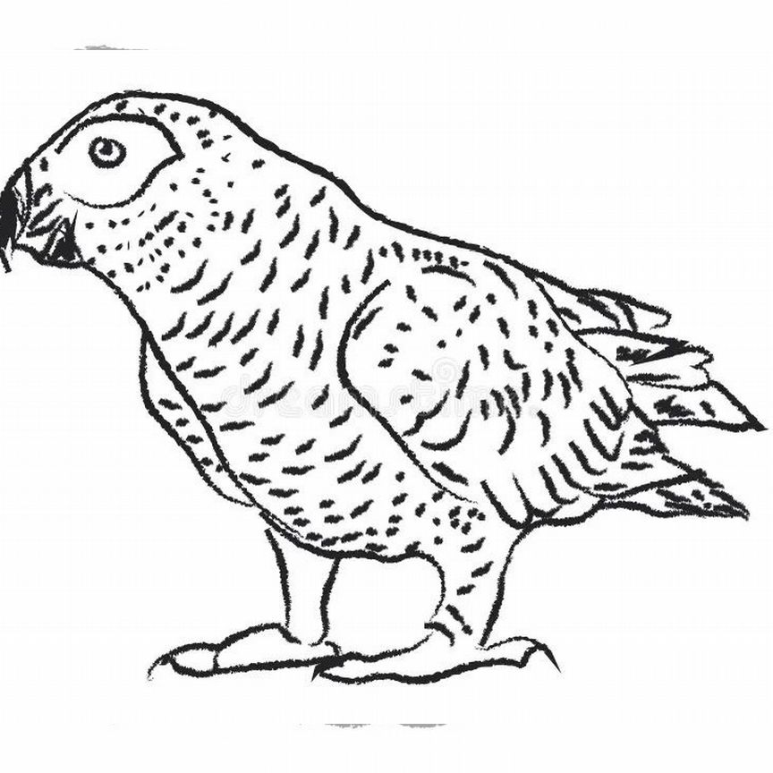 Крупный попугай