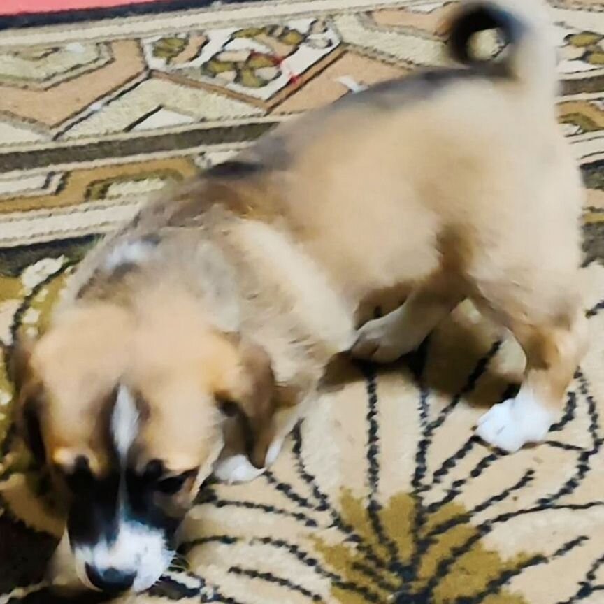 Щенки мелкой породы