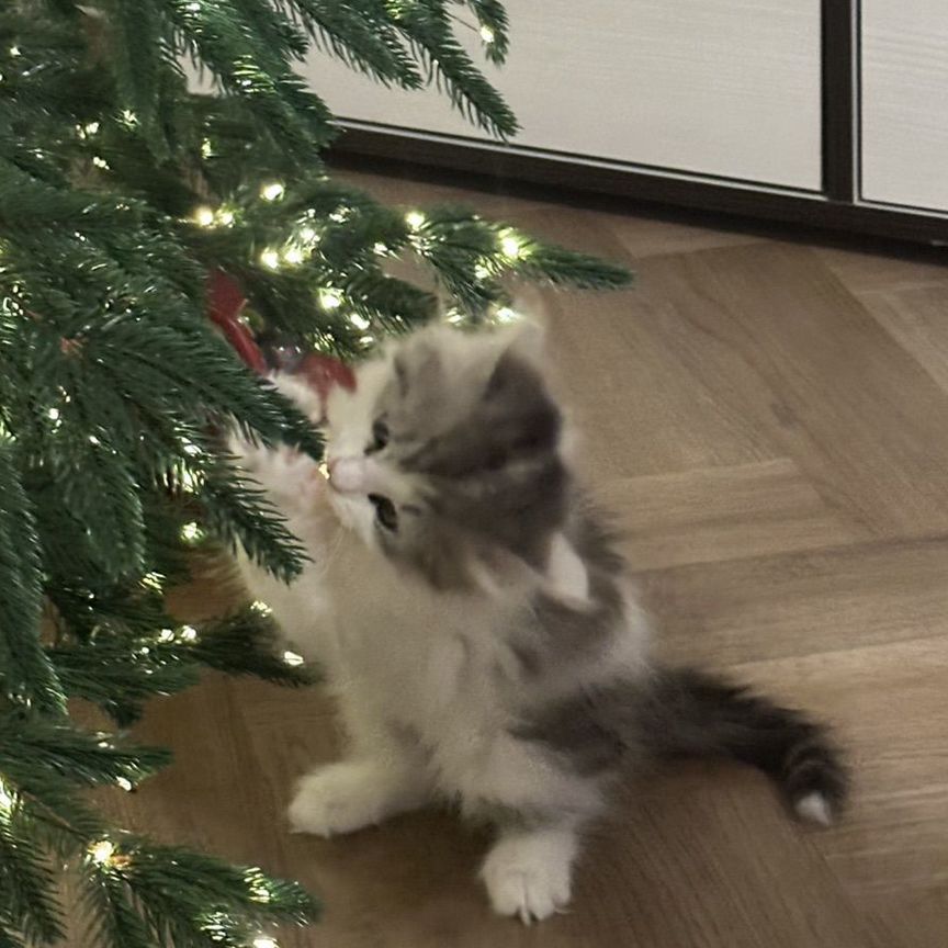 Ориентальный котёнок