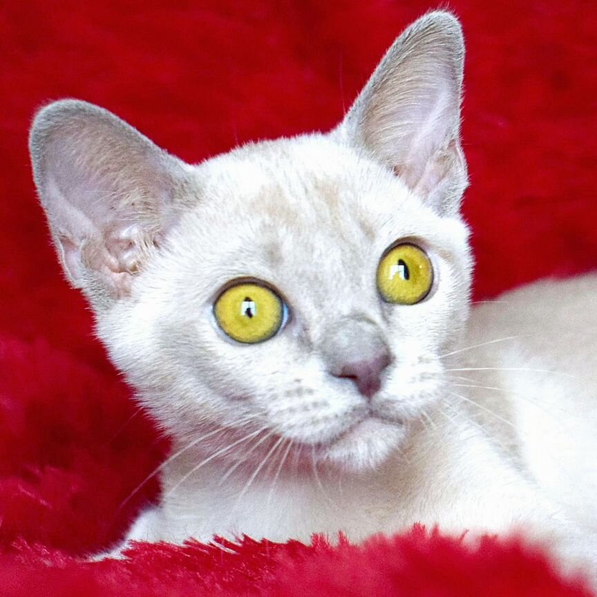Бурманские котята