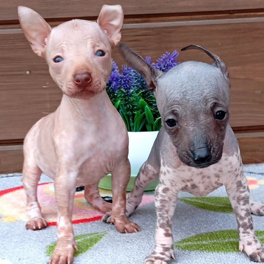 Мексиканская голая собака, щенок