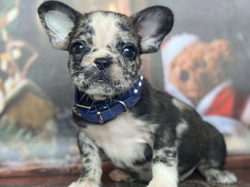 Французский бульдог мини мальчик