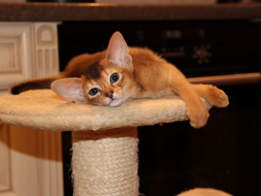 Абиссинские котята