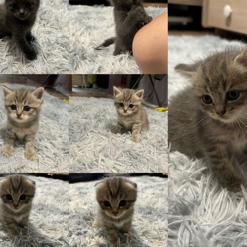 Шоколадные котята