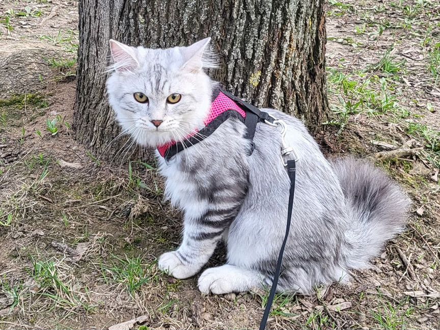 Трусливый кот-недотрога