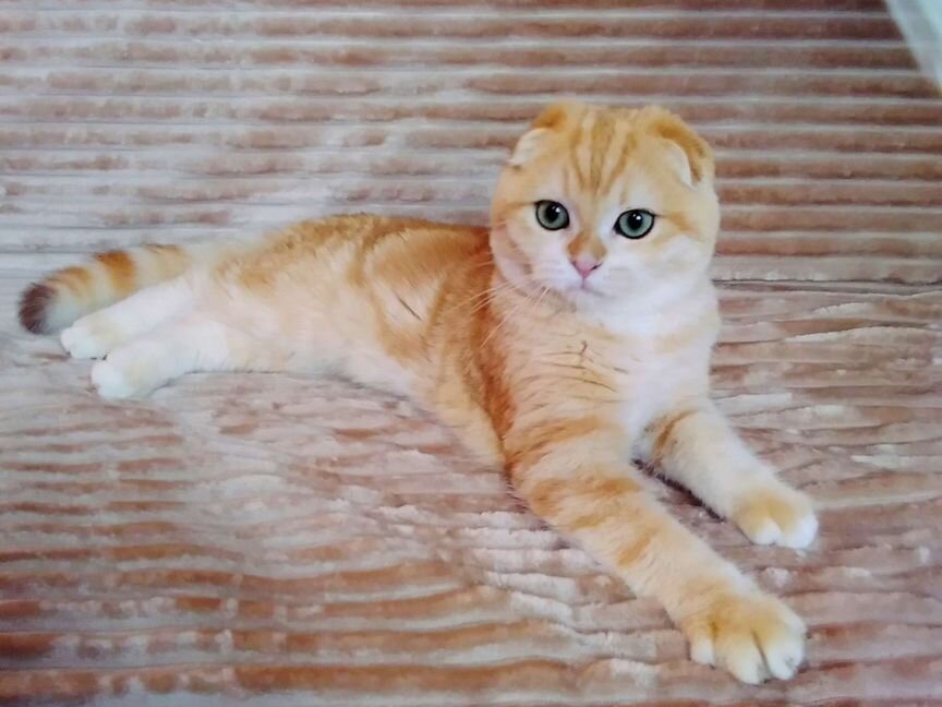 Золотая шиншилла с родословной