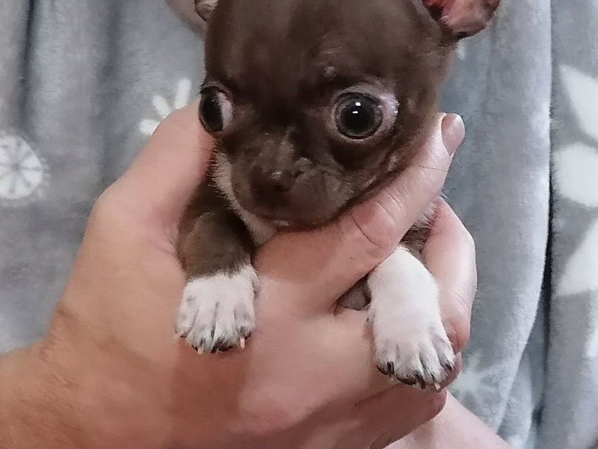 Щенки чихуахуа большой выбор окрасов