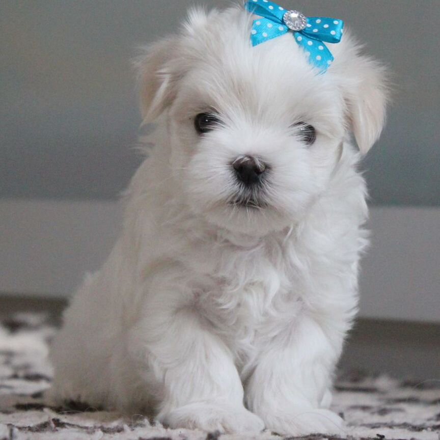 Мальтийская болонка, щенок