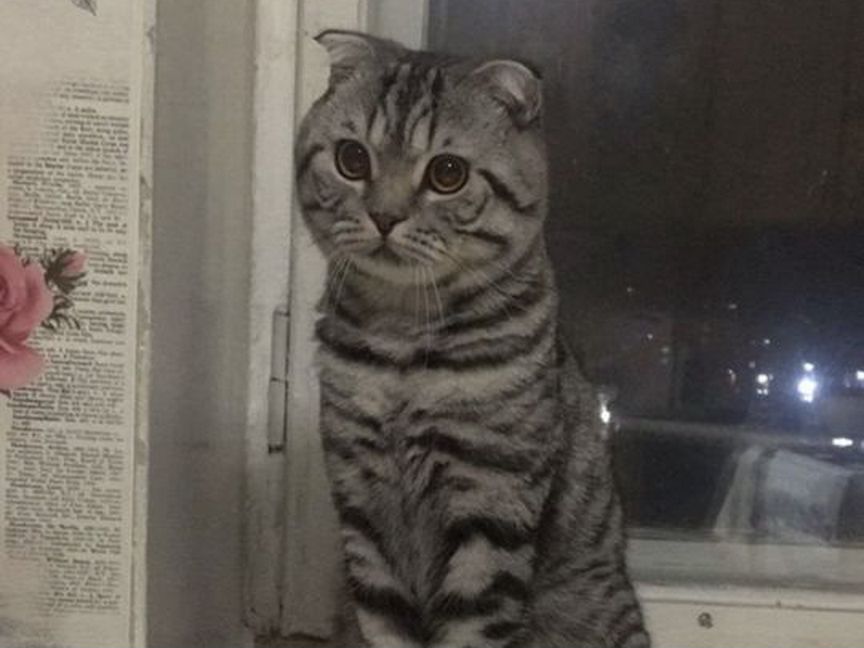 Британец кот на вязку