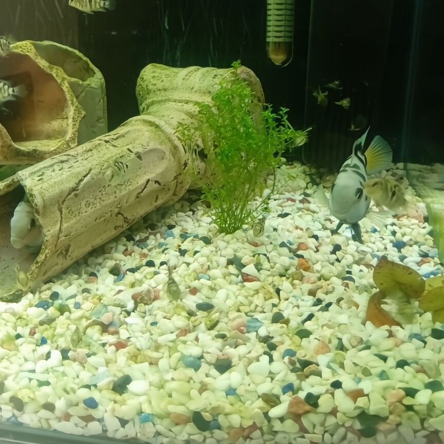 Аквариумные рыбки Сапфировый попугай панда