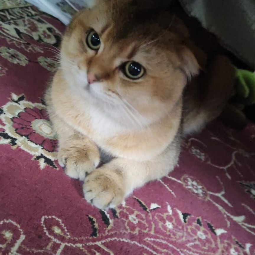 Шотландская