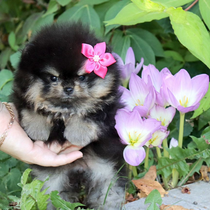 Софи. Чёрно-подпалая малышка шпица с видео