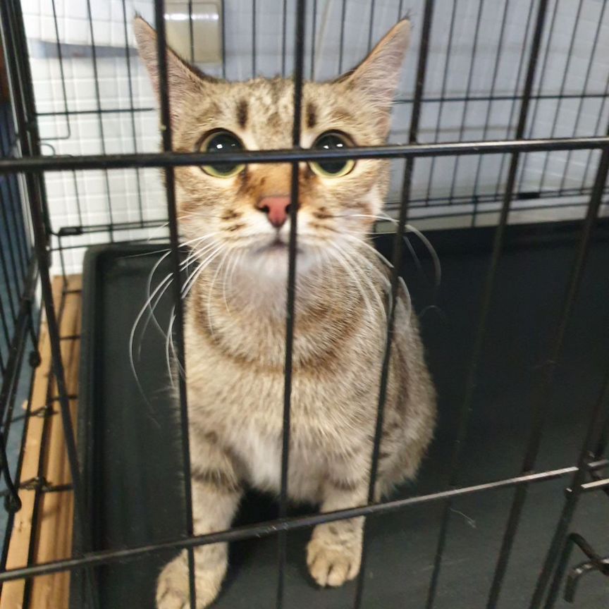 Кошечка Алиса в добрые руки