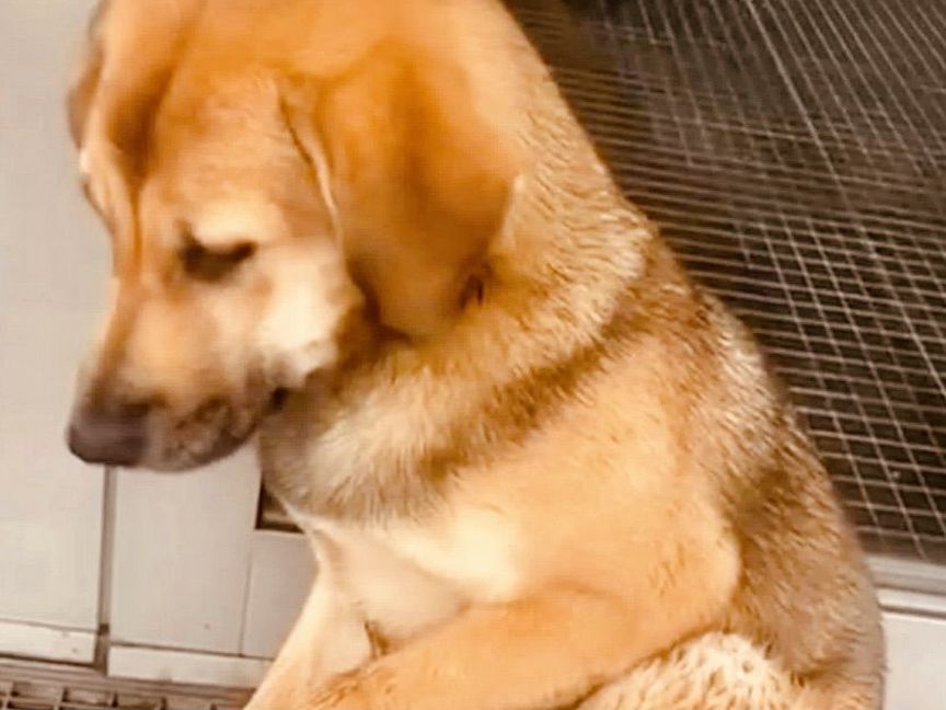 Собака в беде в добрые руки