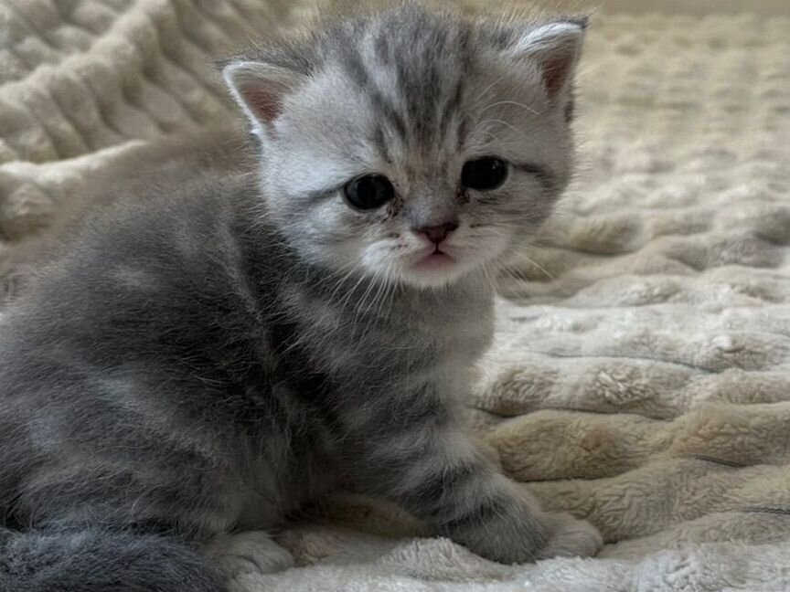 Шотландские вислоухие котята