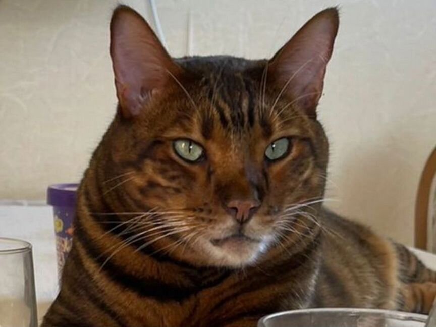 Кошки