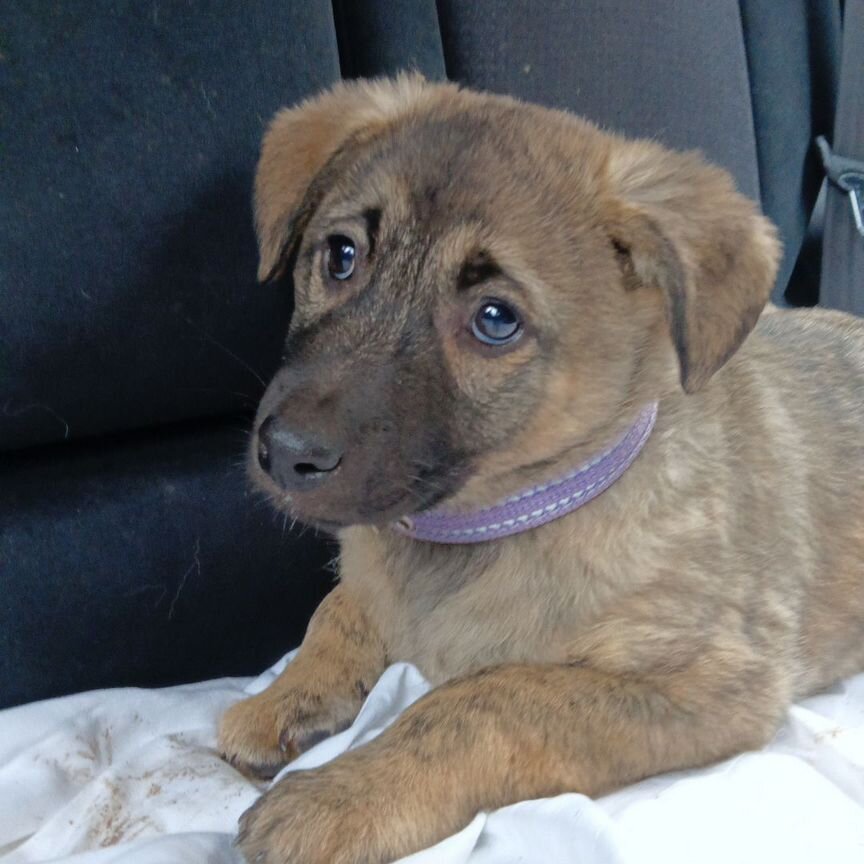 Щенок кобель в добрые руки