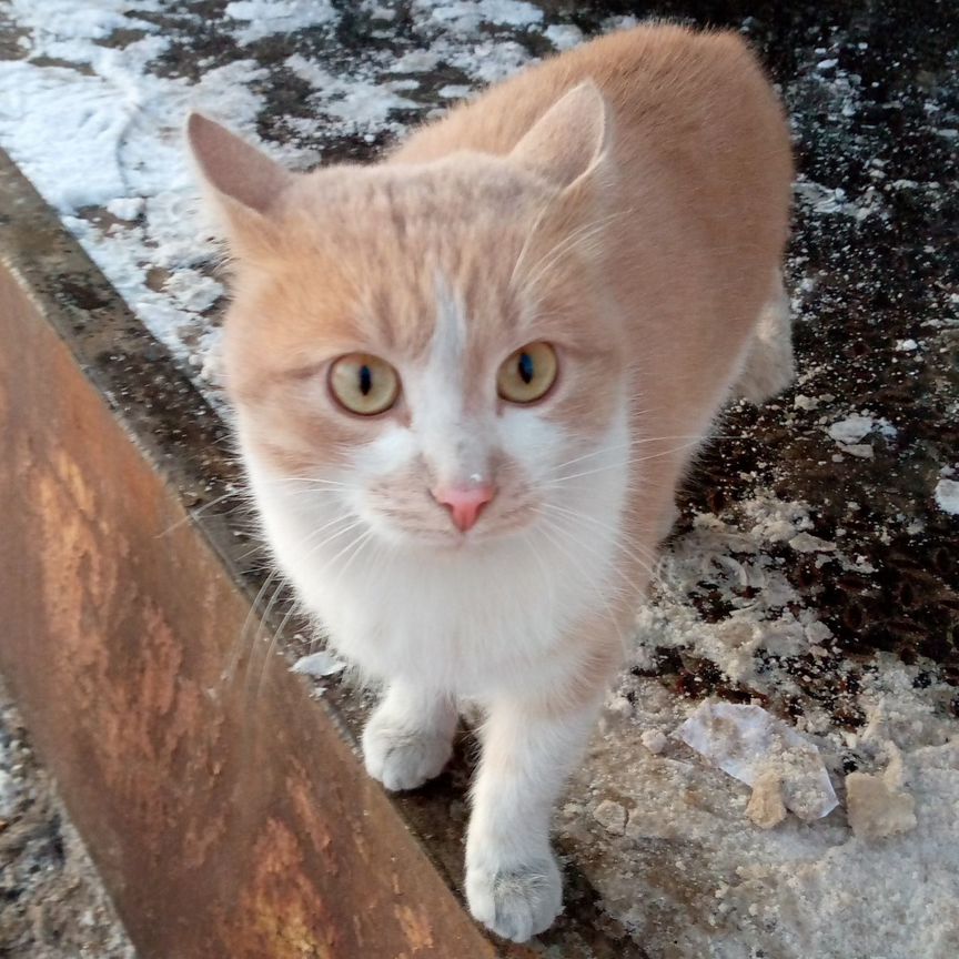 Кошки в добрые руки бесплатно