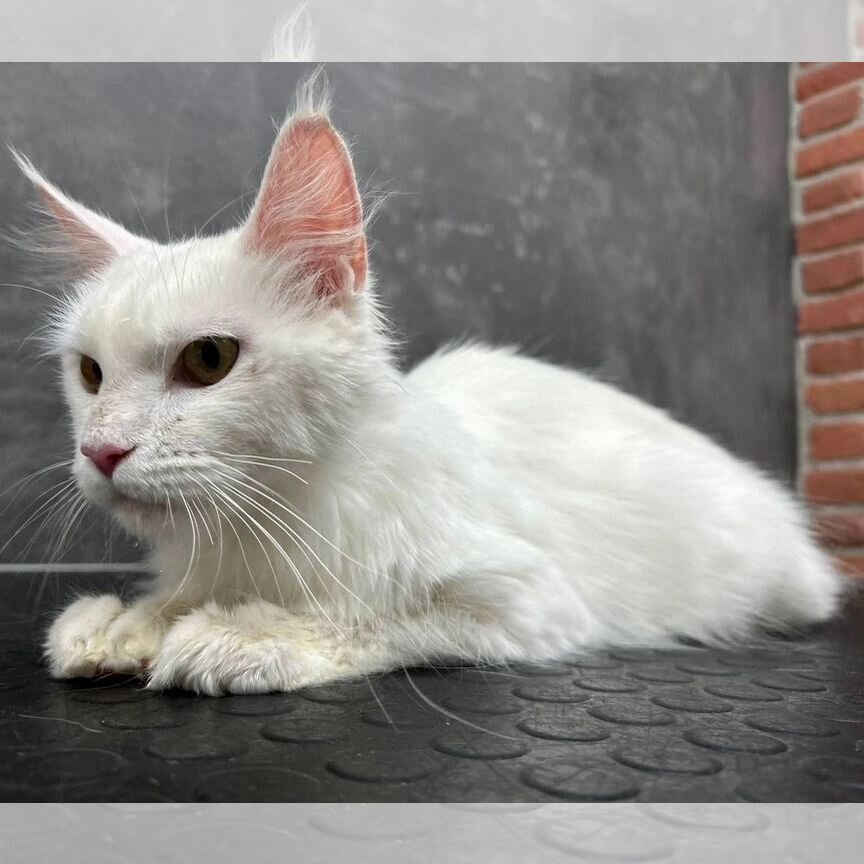 Кошки и котята из приюта