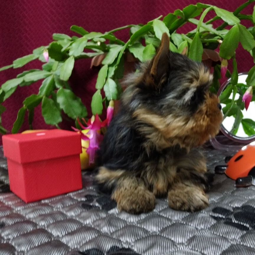 Йоркширский терьер, щенок