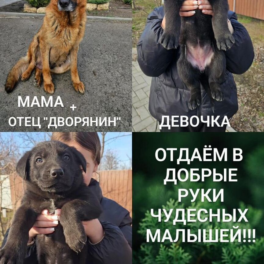 Метисы (мама овчарка папа "дворянин")