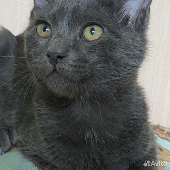 Спасённый котёнок ищет дом