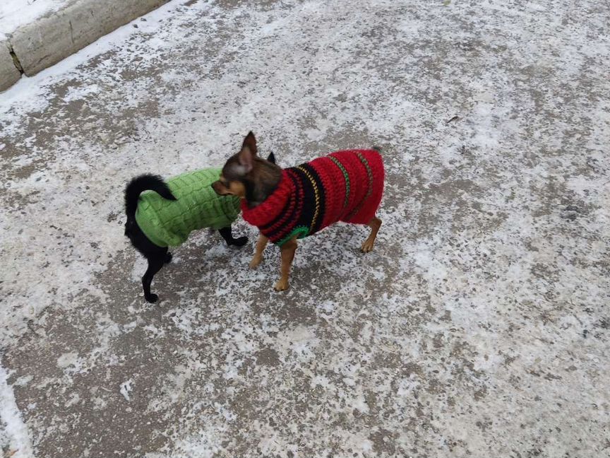 Одежда для животных