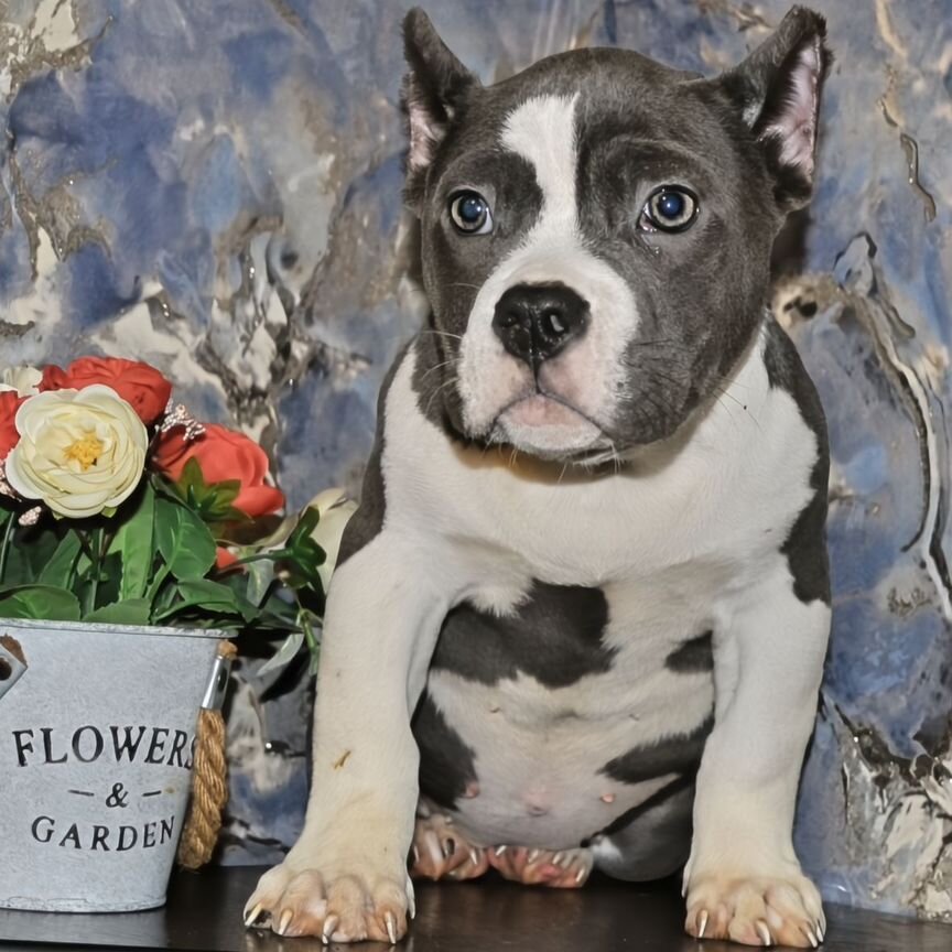 Американский булли, щенок