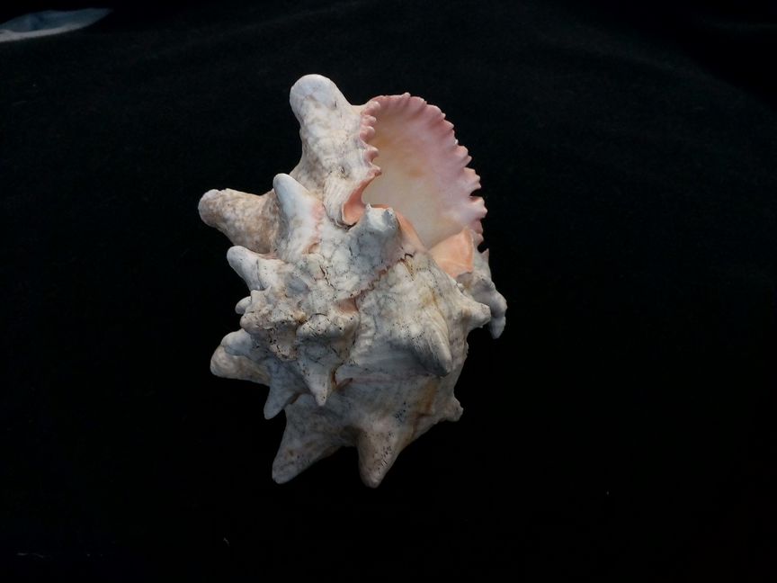 Морская ракушка Hexaplex brassica 148,3 mm Гигант