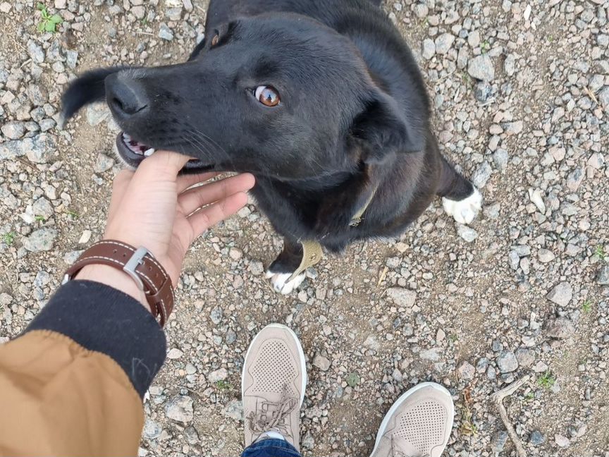 Собаки в добрые руки